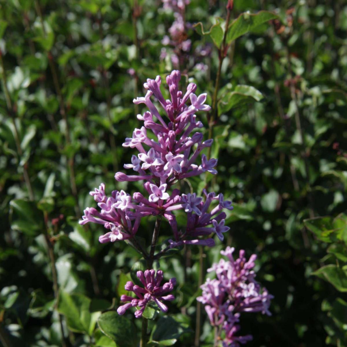 Lilas nain Palibin - Syringa meyeri, florifère et parfumé, fleurs rose ...