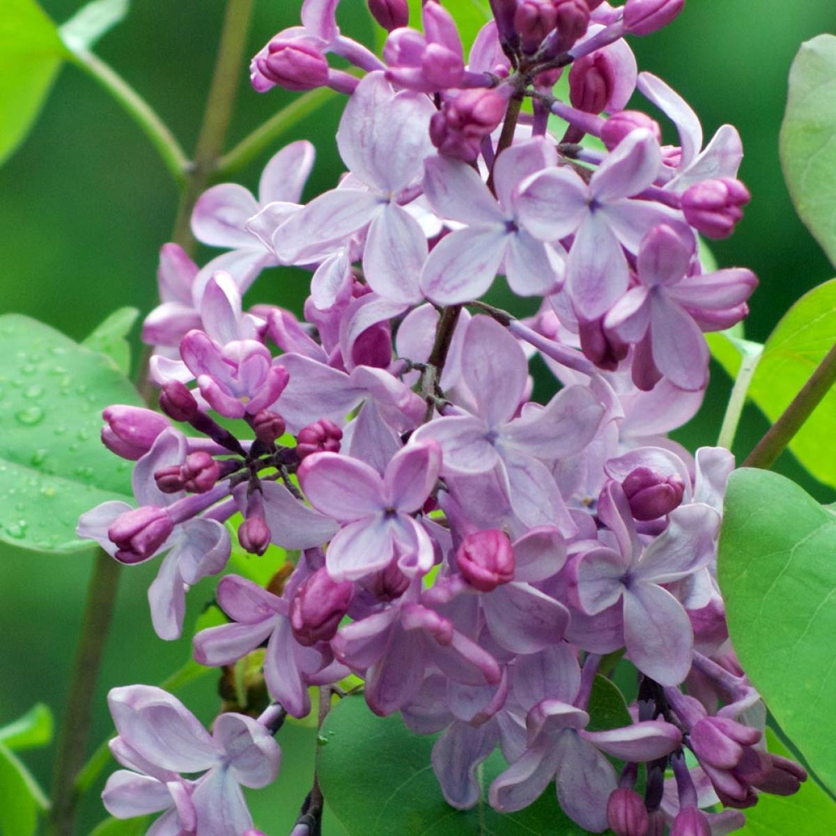 Syringa vulgaris – Lilas commun, un arbuste caduc à la floraison ...
