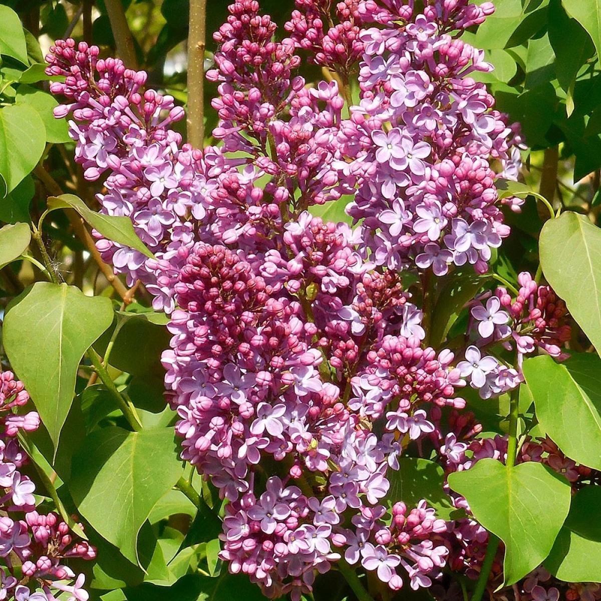 Syringa vulgaris Princesse Sturdza – Lilas commun de taille moyenne à ...