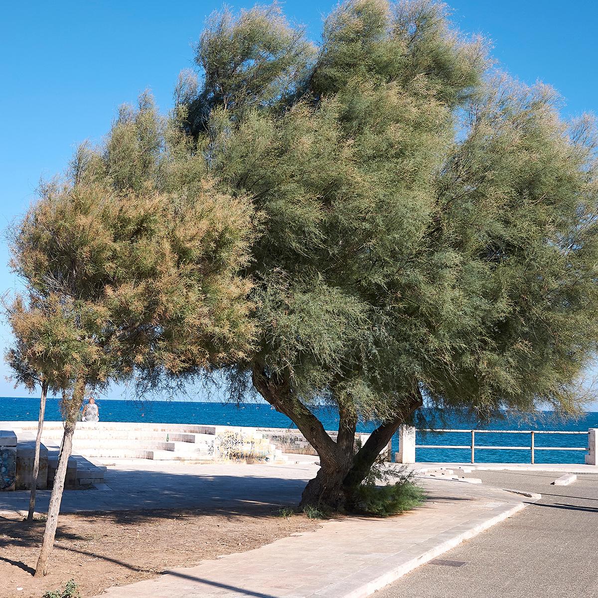 Tamarix gallica - Tamaris français, Tamaris commun - Arbre à floraison ...