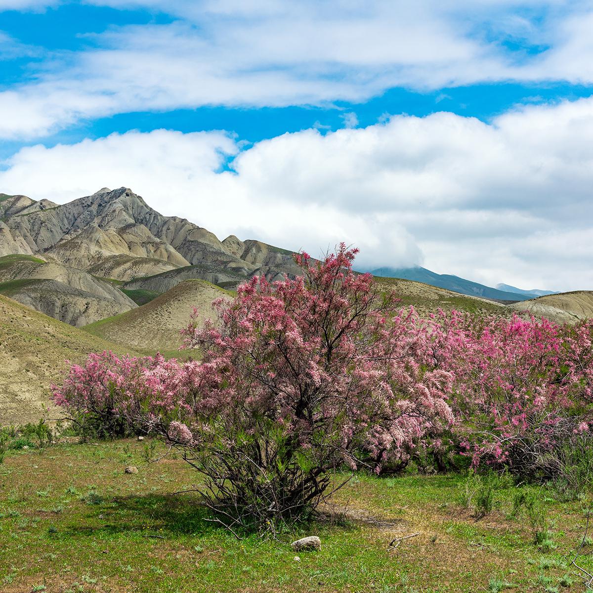 Tamarix gallica - Tamaris français, Tamaris commun - Arbre à floraison ...