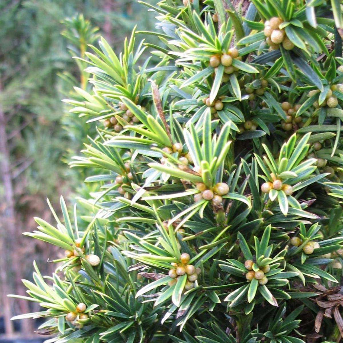 Taxus baccata Fastigiata Aurea - If commun fastigié doré, en colonne dense
