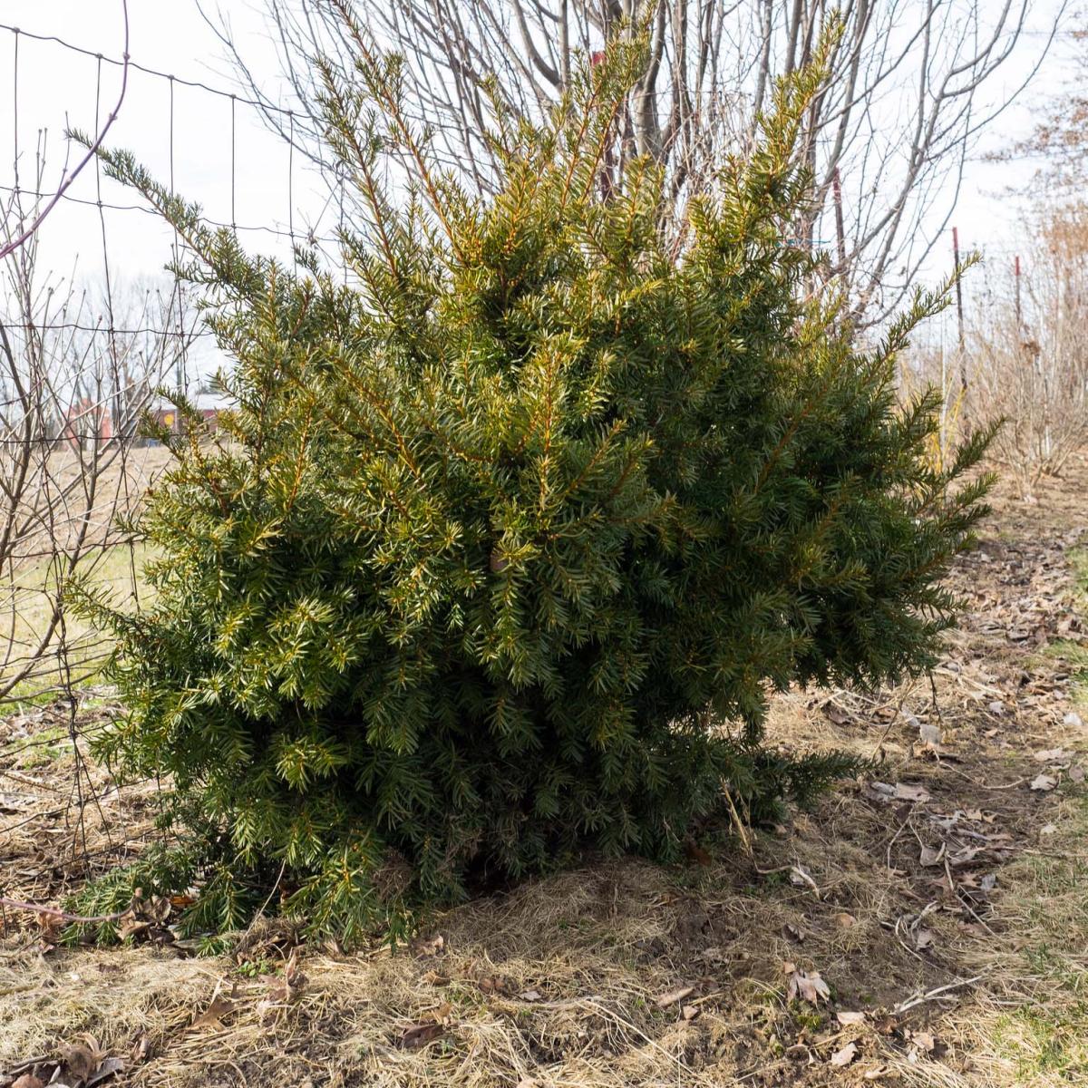 Taxus x media Densiformis - If à port compact, étalé, dense, vert foncé.