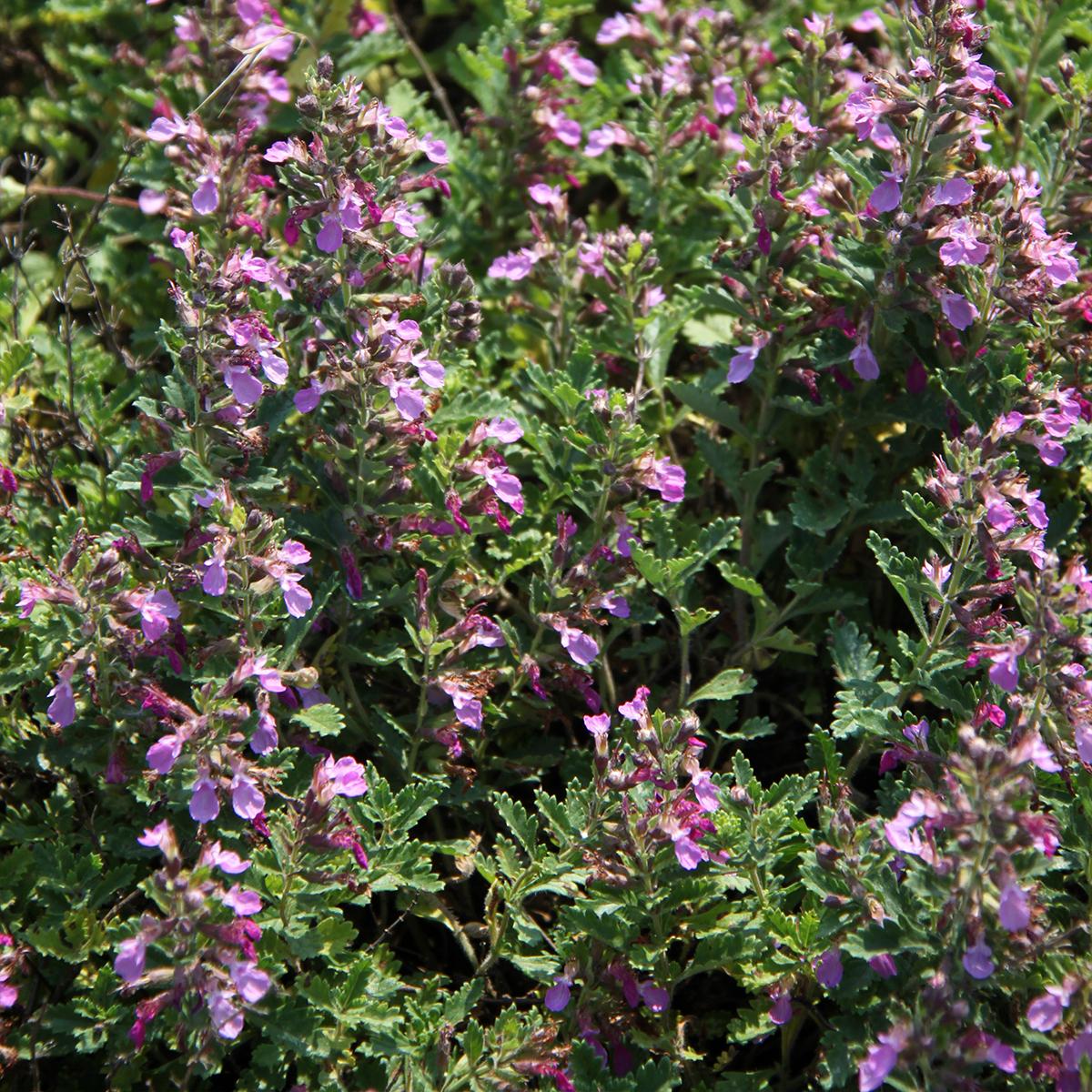 Teucrium chamaedrys - Germandrée petit-chêne - Vivace étalée de terrain sec