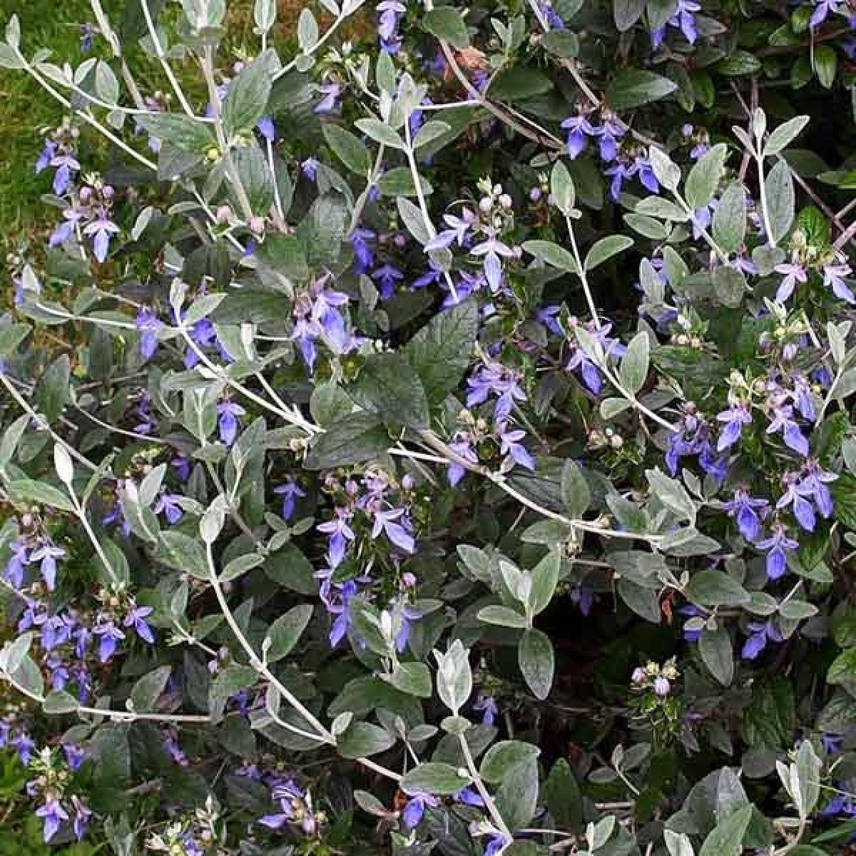 Germandrée arbustive Azureum - Teucrium fruticans à fleurs bleu soutenu