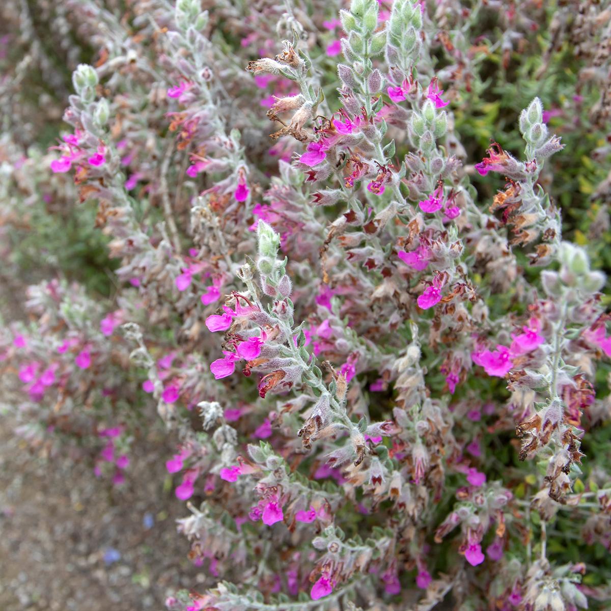 Teucrium marum - Germandrée maritime ou des chats - Sous arbrisseau ...