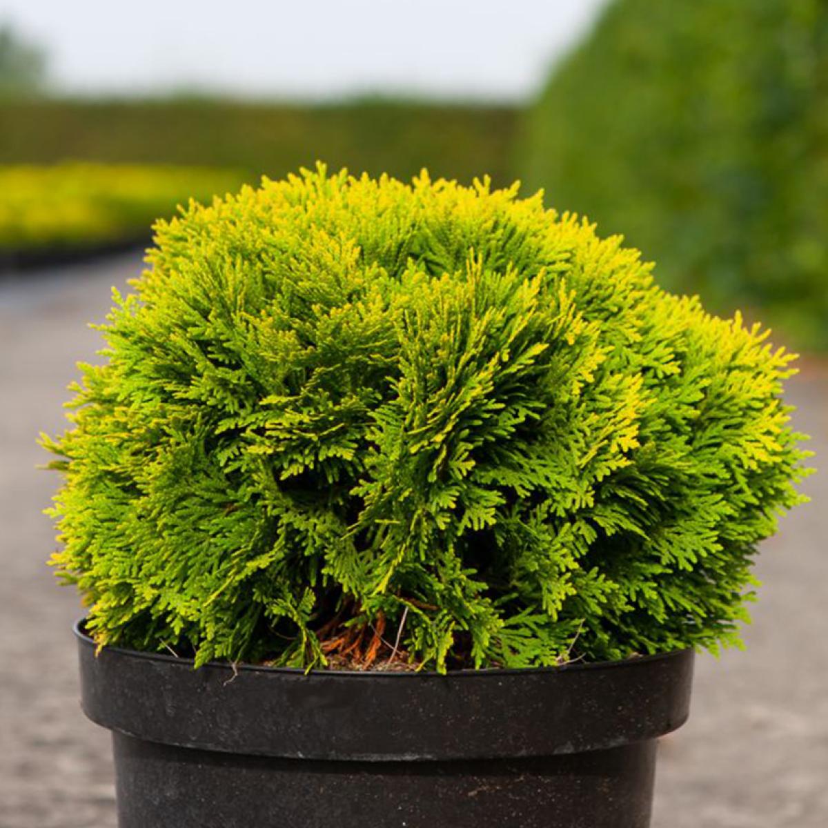 Thuja occidentalis Mirjam - Thuya du Canada - Conifère nain vert jaune ...