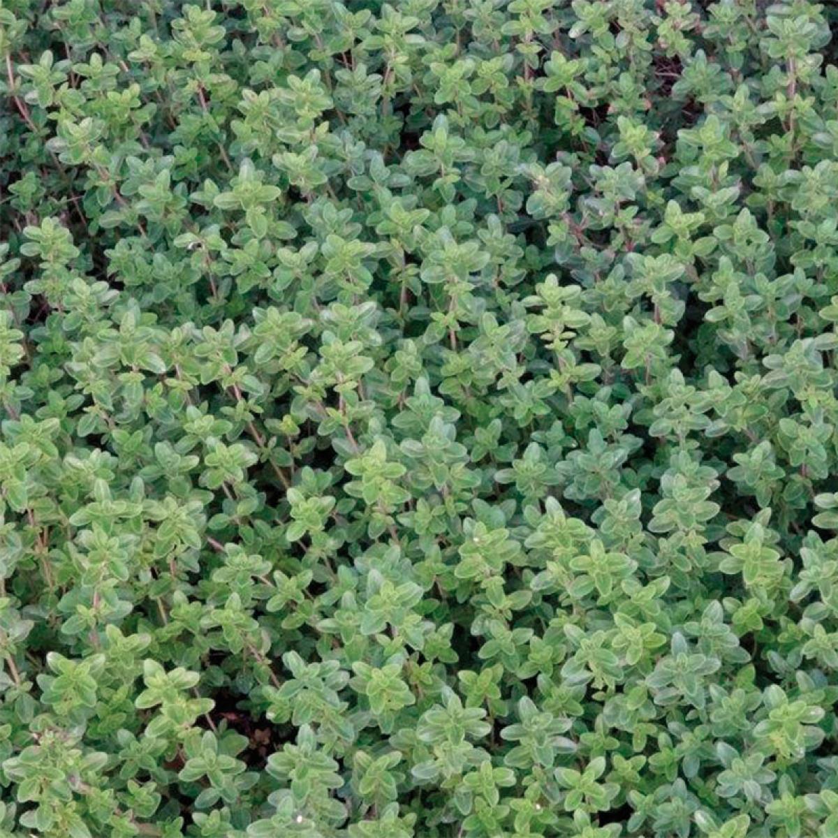 Thym citron en plants - Thymus citriodorus
