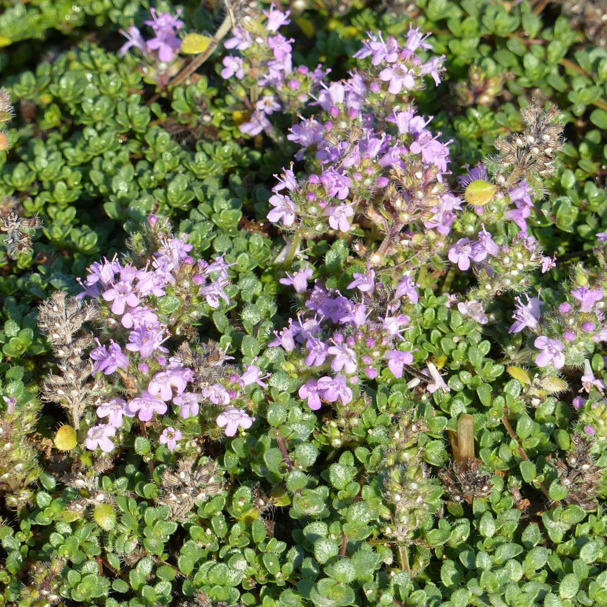 Thymus hirsutus - Thym hirsute, couvre sol, vigoureux, à fleurs roses.