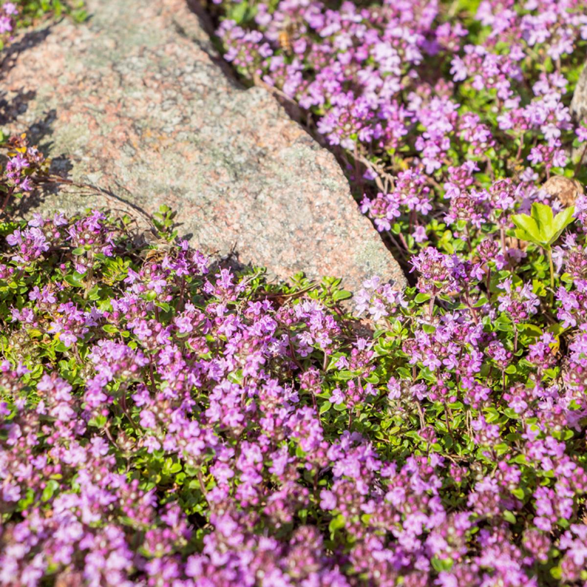 Thymus praecox Red Carpet - Variété de Thym précoce à floraison rouge rosé