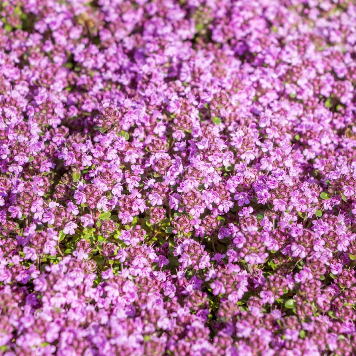 Thymus praecox Red Carpet - Variété de Thym précoce à floraison rouge rosé