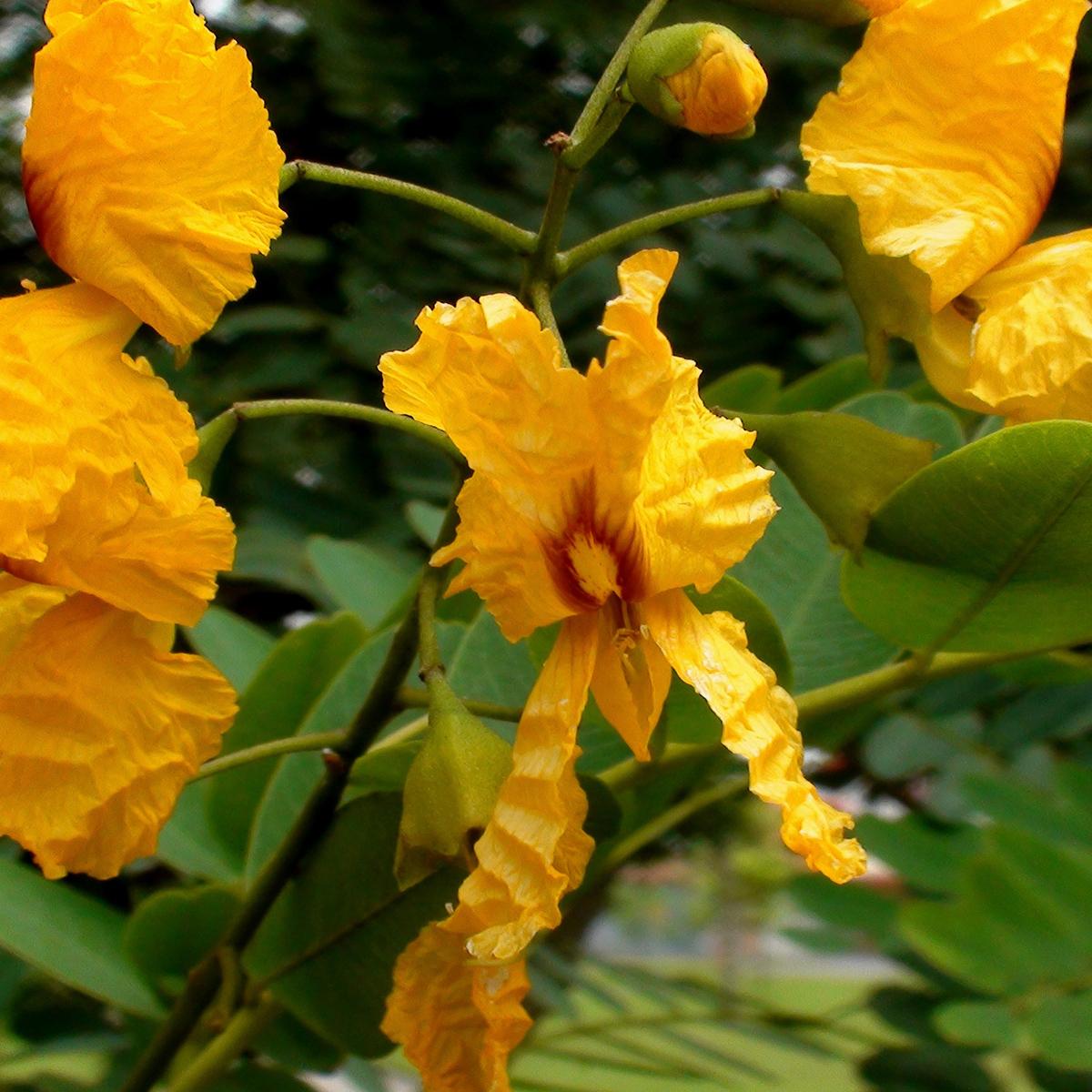 Tipuana tipu - Arbre à fleurs jaunes pour climats doux