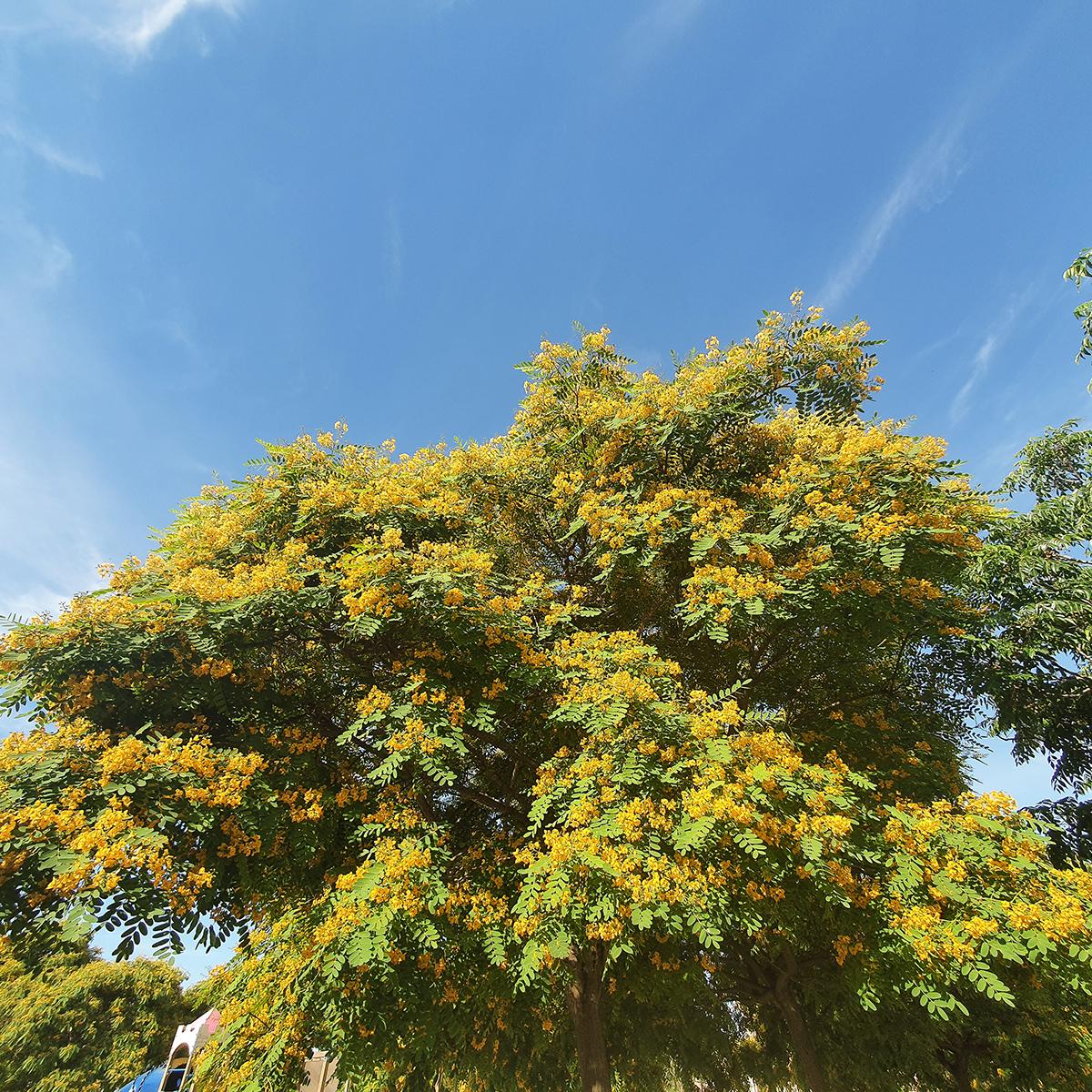 Tipuana tipu - Arbre à fleurs jaunes pour climats doux