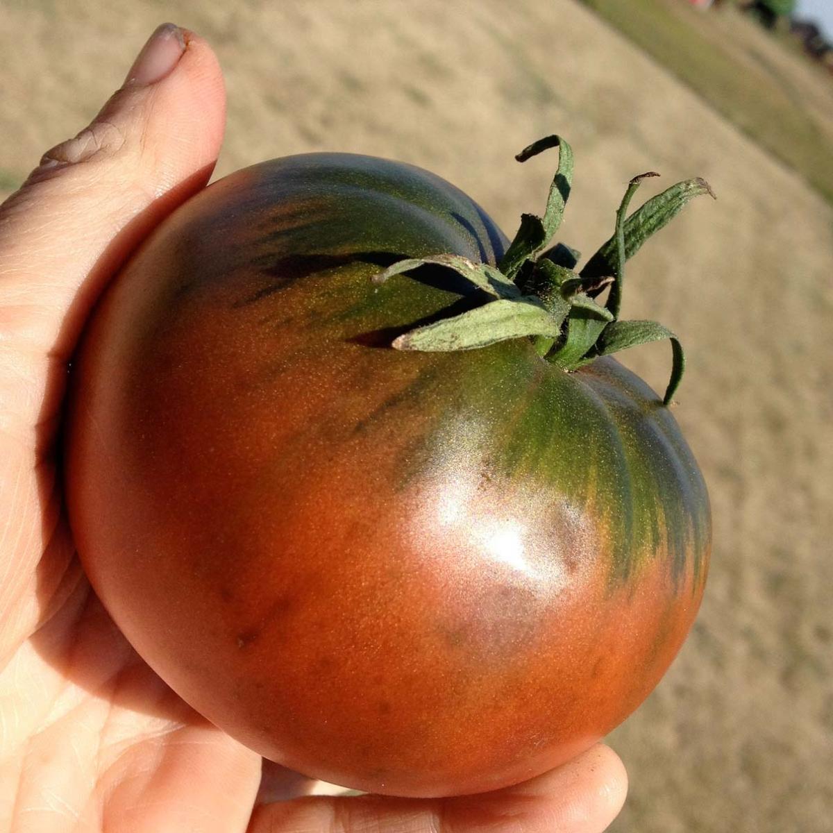 Tomate Cherokee Purple - Plants - Une ancienne exceptionnelle