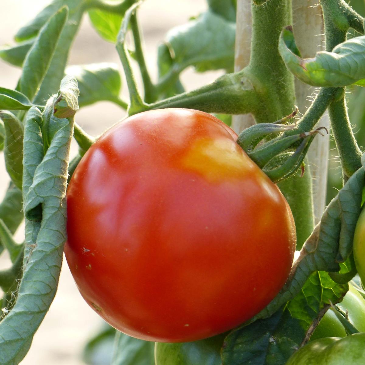 Tomate Ferline F1 - Graines - Une variété résistante aux maladies