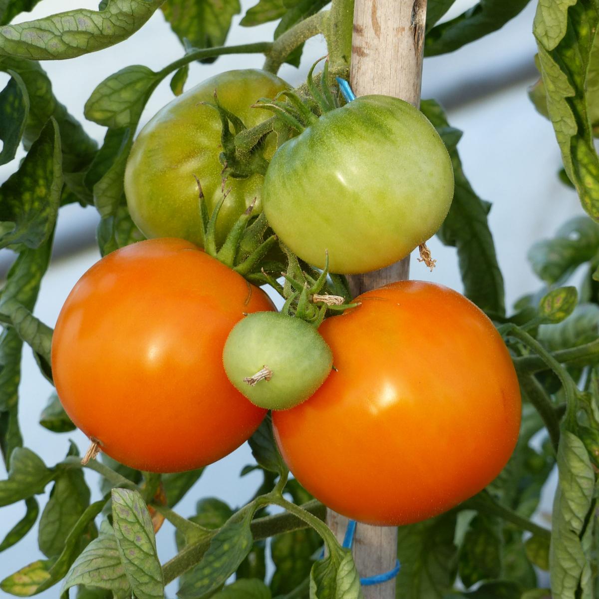 Tomate Orange Queen - Plants potagers - Variété à gros fruits orange