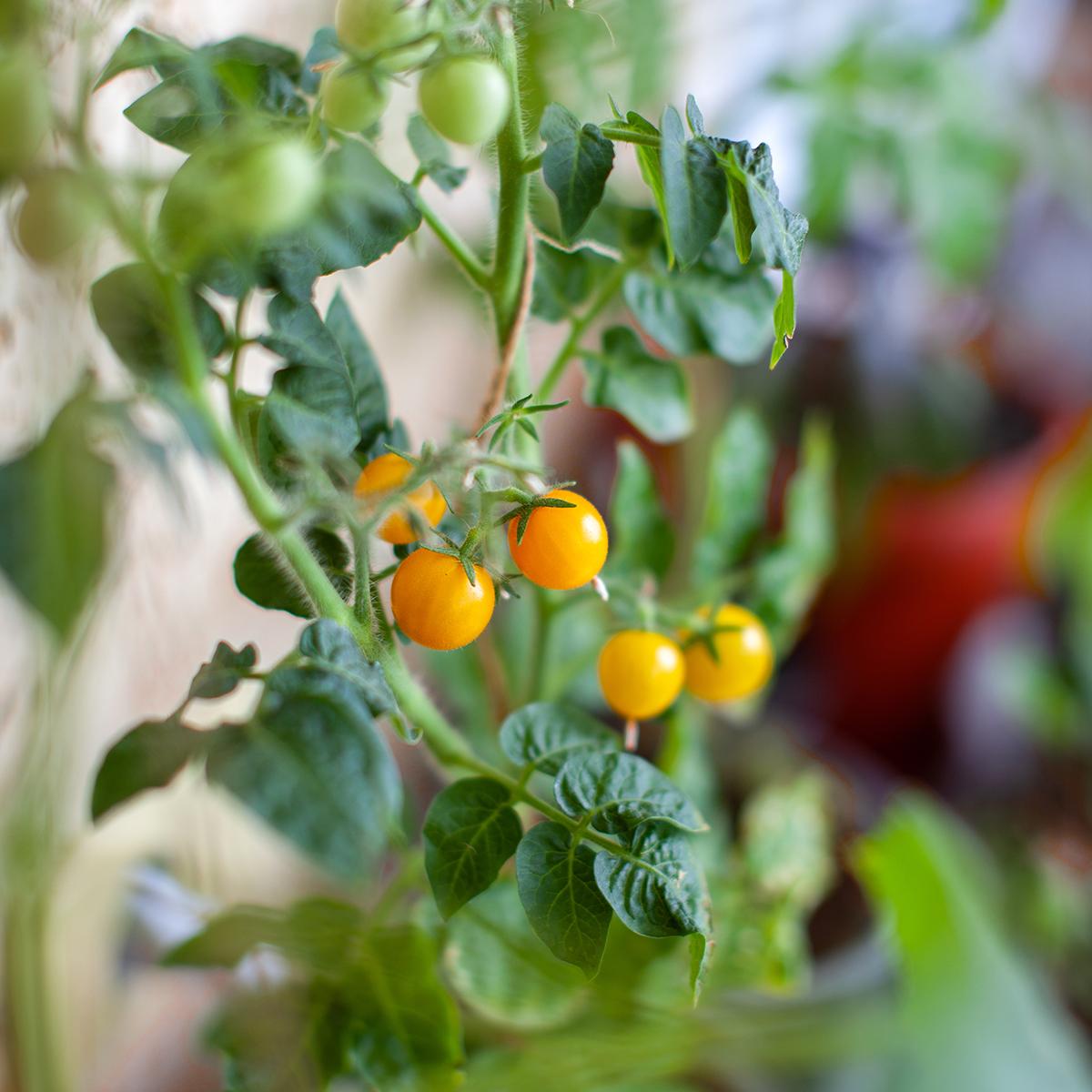 Tomate Sturdy Grace F1 - Plants potager - Tomate cerise jaune juteuse ...