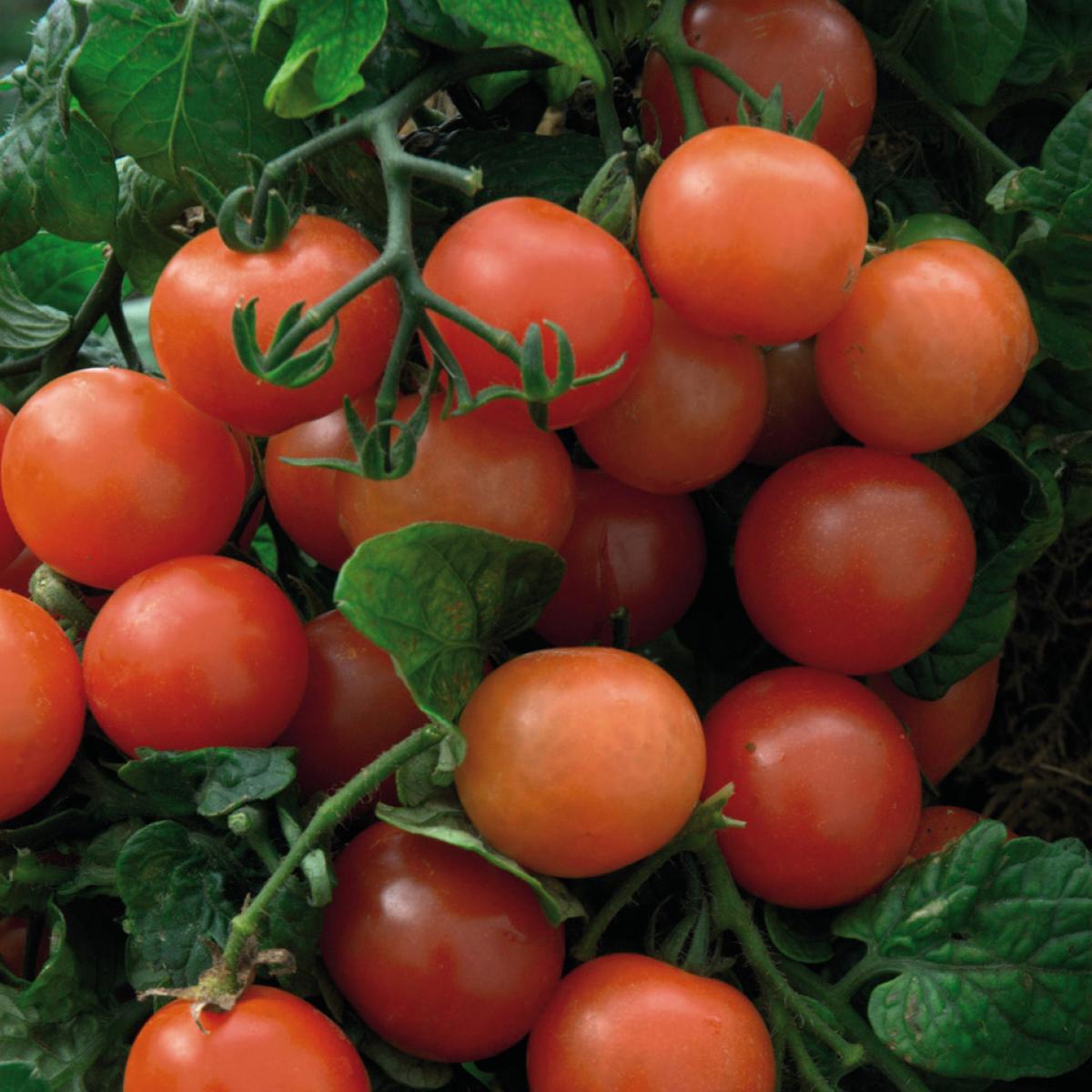 Tomate cerise Balconi Red - Graines - Variété naine, à fruit rouges ...