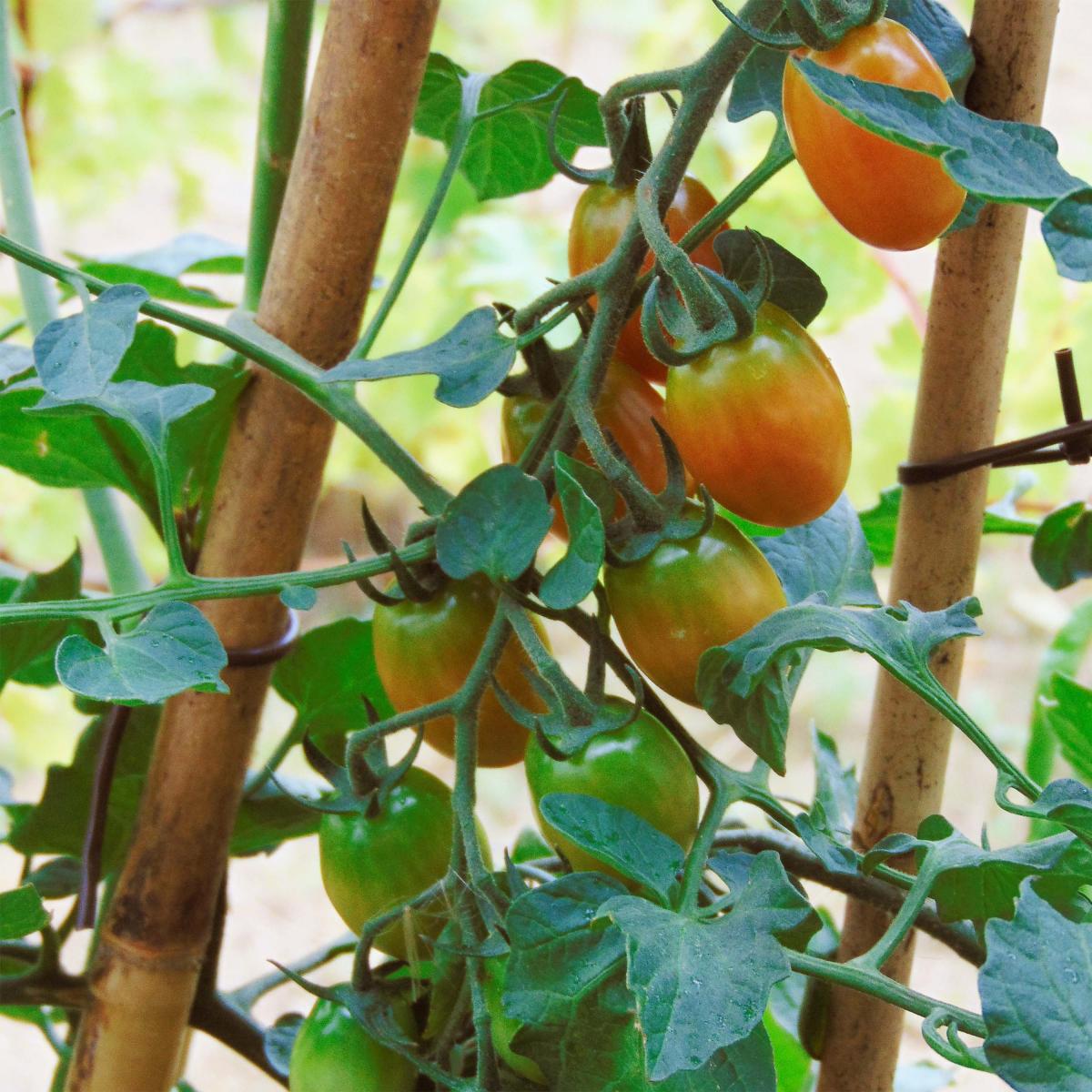 Tomate cerise Tutti Frutti - Plants potagers