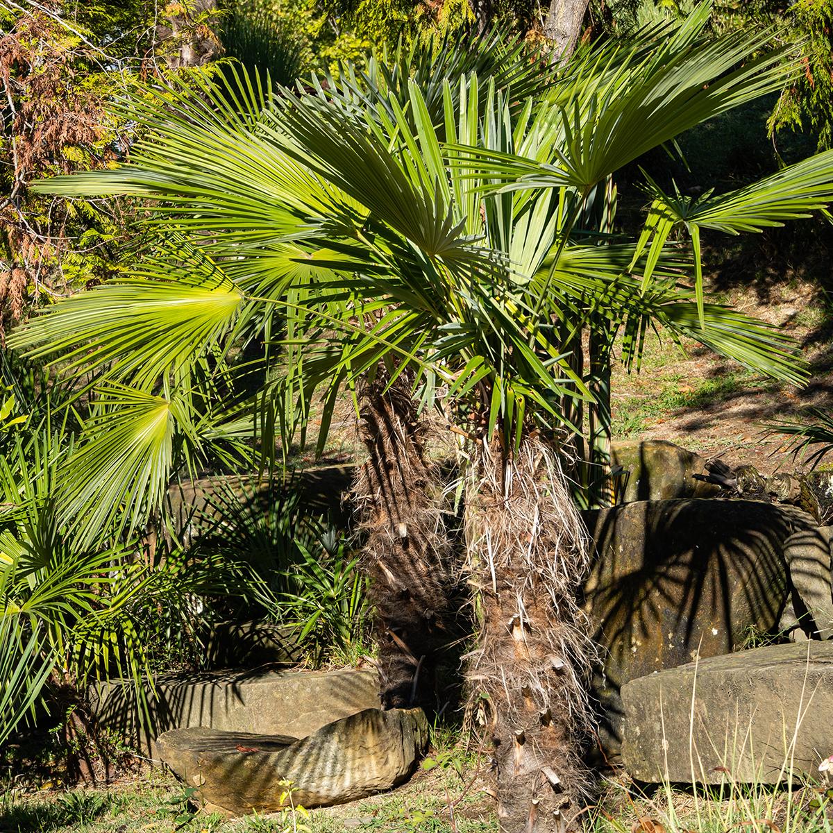 Palmier de Chine - Trachycarpus fortunei, rustique jusqu’à -18°C