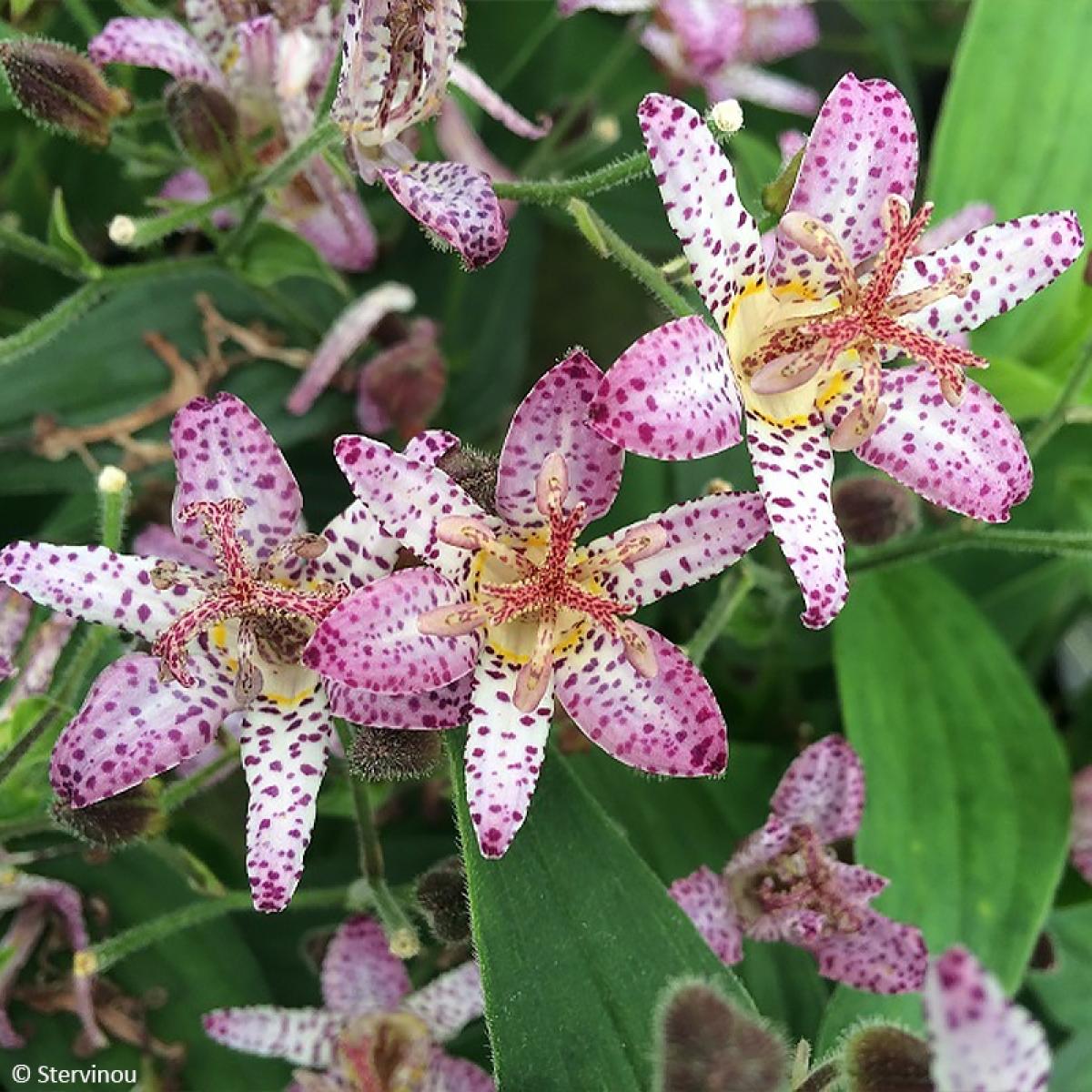 Tricyrtis formosana Pink Freckles - Lis Crapaud vivace à fleurs rose et ...