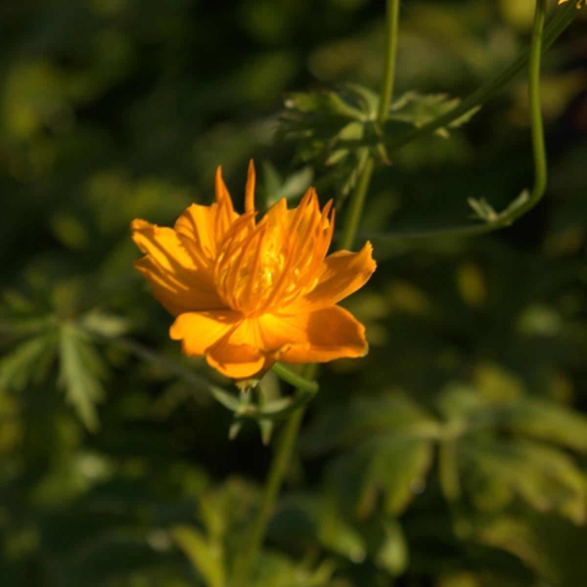 Trollius chinensis Golden Queen - Trolle de Chine - Une vivace robuste
