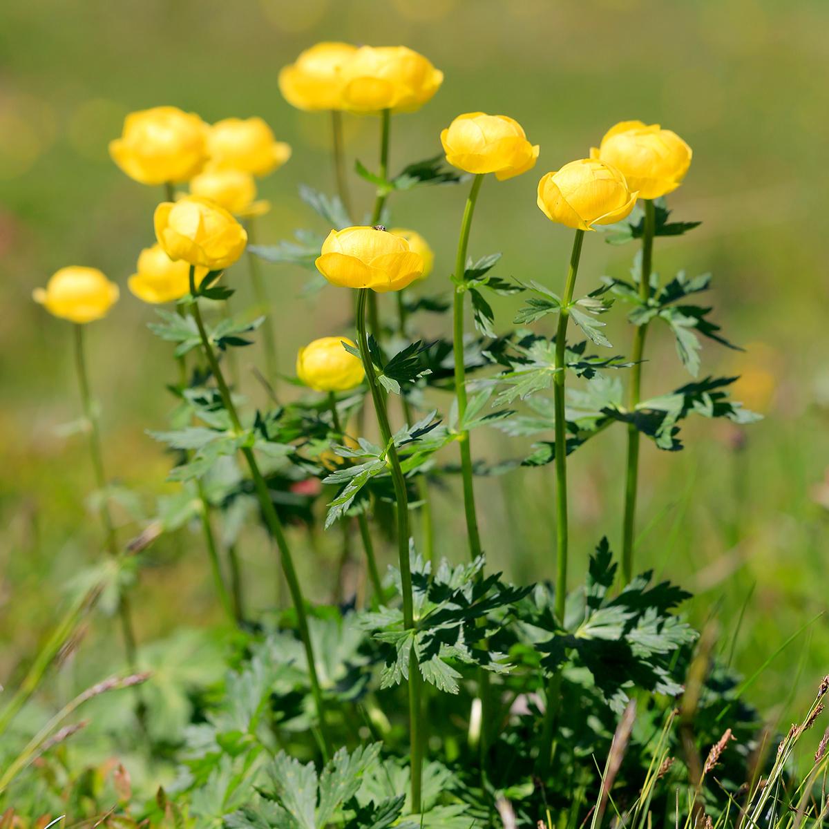 Trollius europaeus - Trolle d'Europe - Vivace de sol frais à fleurs jaunes