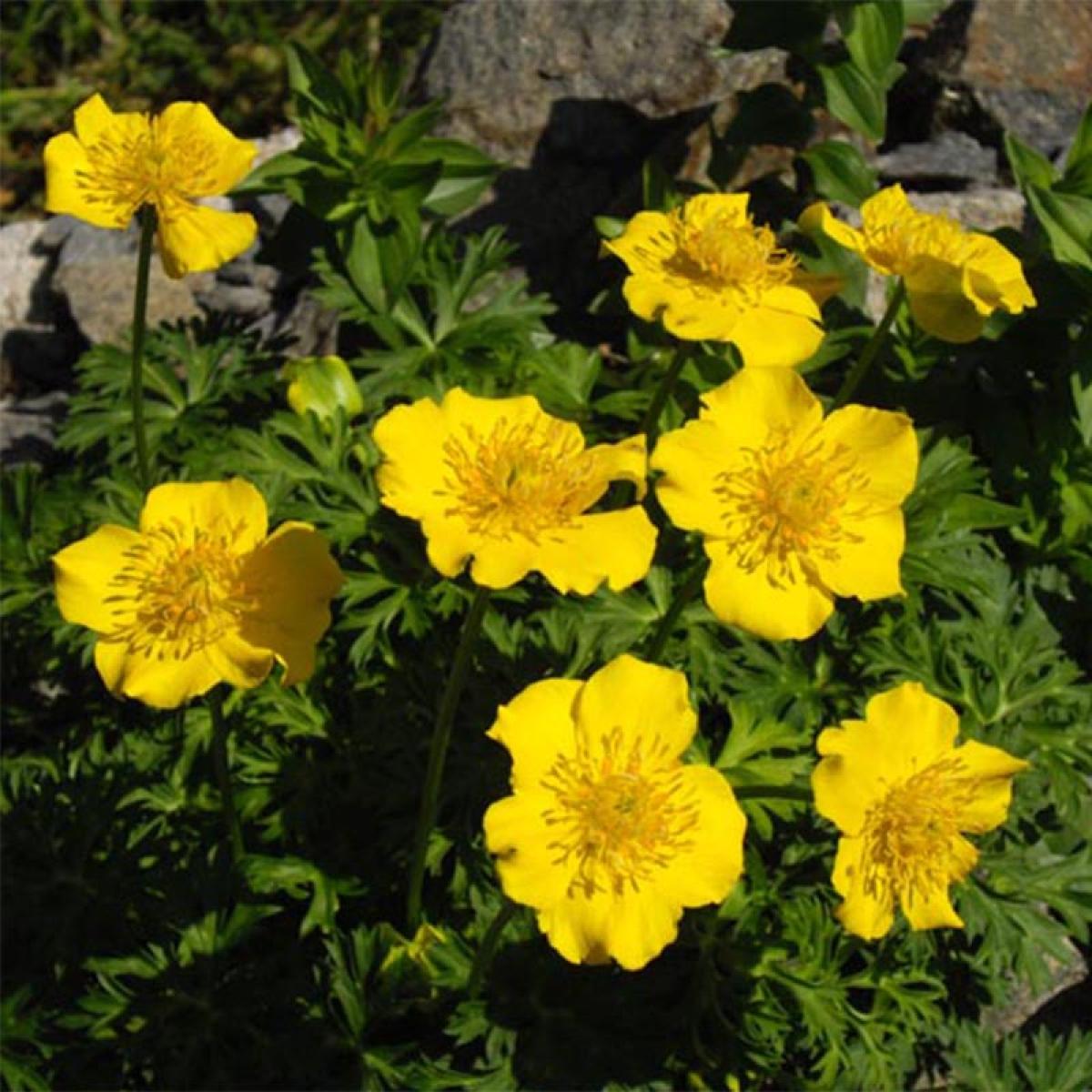 Trollius pumilus - Trolle nain - Une petite vivace à fleurs jaune orangé