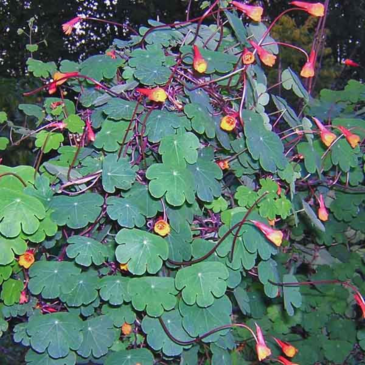 Capucine tubéreuse - Tropaeolum tuberosum, vivace et grimpante