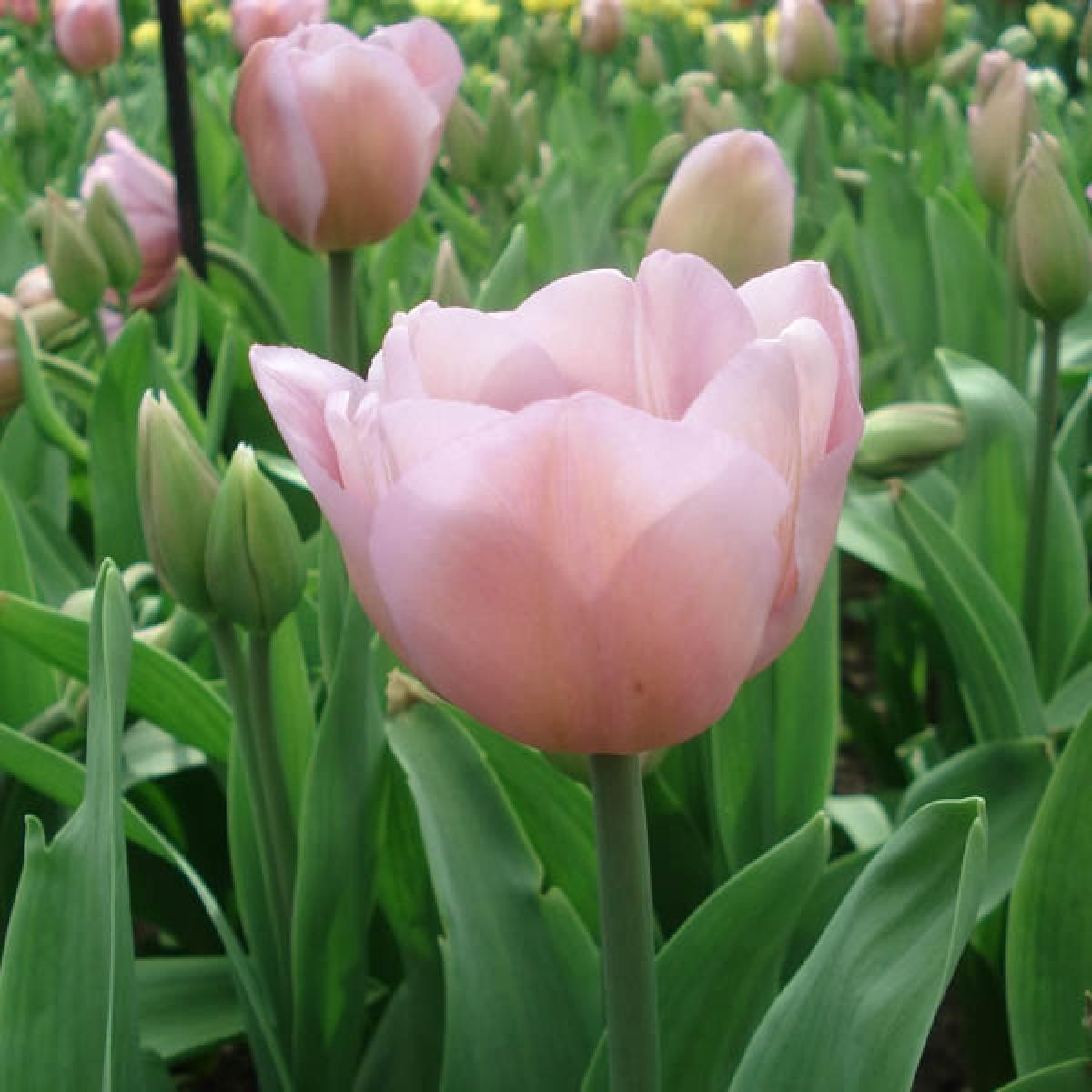 Tulipe Triomphe Alibi - Bulbe - D'adorables fleurs roses