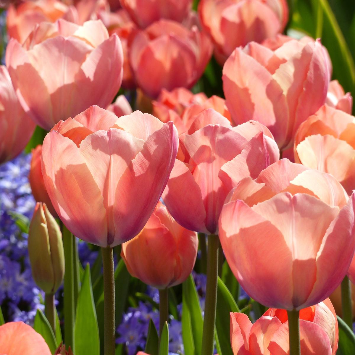 Tulipe Darwin Mystic Van Eijk - Bulbe - Des fleurs rose tendre lavé de ...