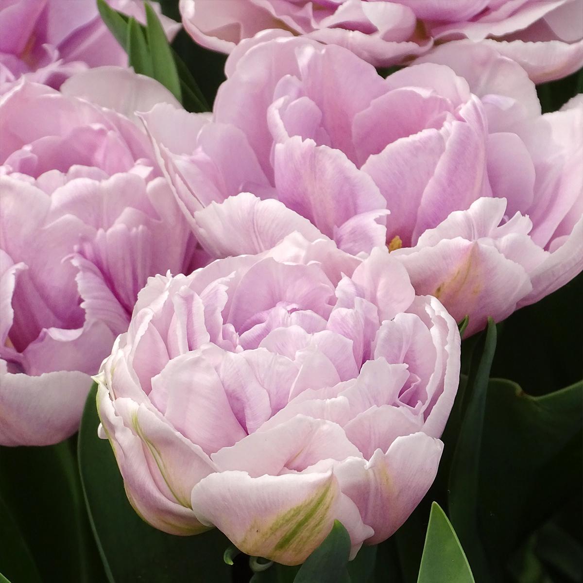 Tulipe double hâtive Katinka - Bulbe à fleurs mauve lilas