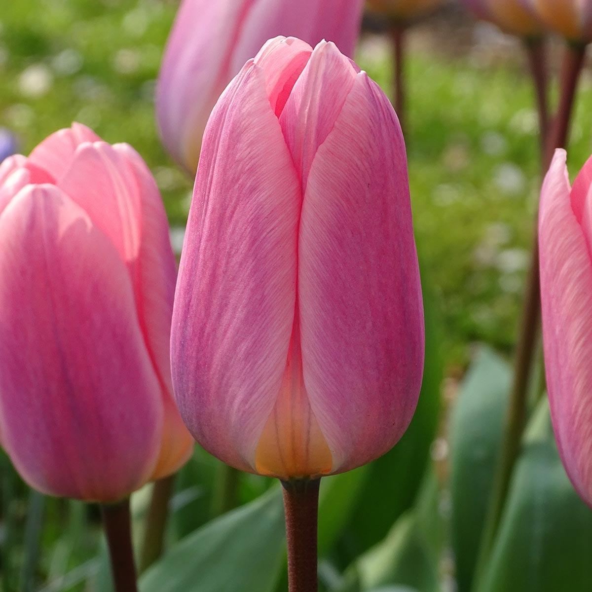Tulipa Light and Dreamy - Tulipe Darwin - floraison printanière mauve ...