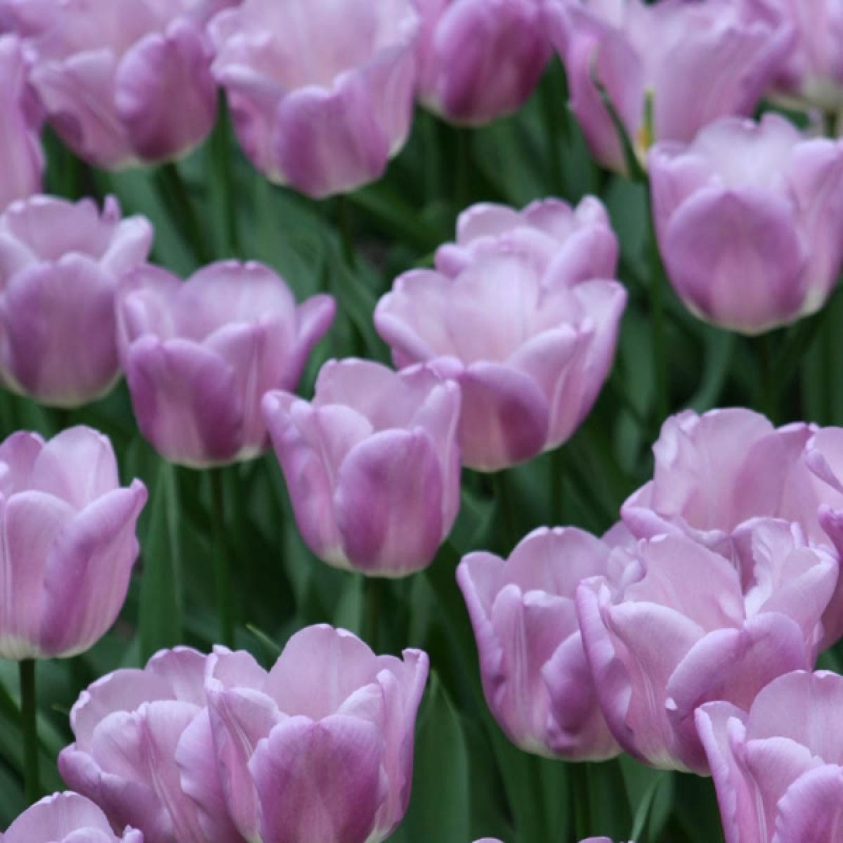 Tulipe Triomphe Magic Lavender - Bulbe - Fleurs en dégradé de bleu ...