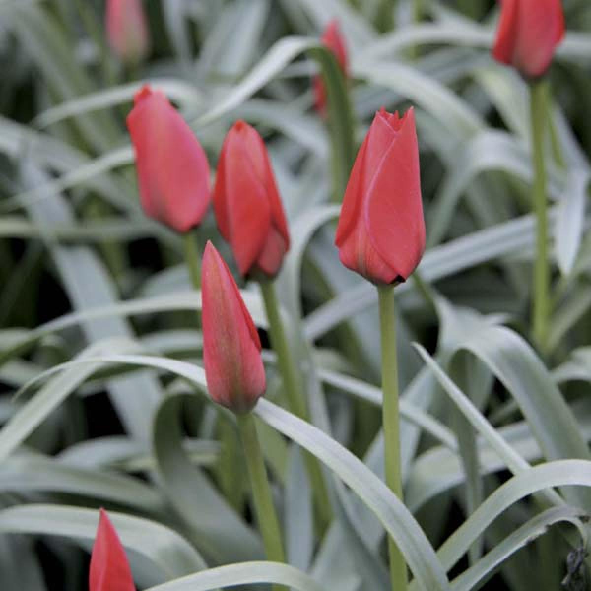 Tulipe botanique Red Hunter (batalinii) - Bulbe - Variété à fleur rouge ...