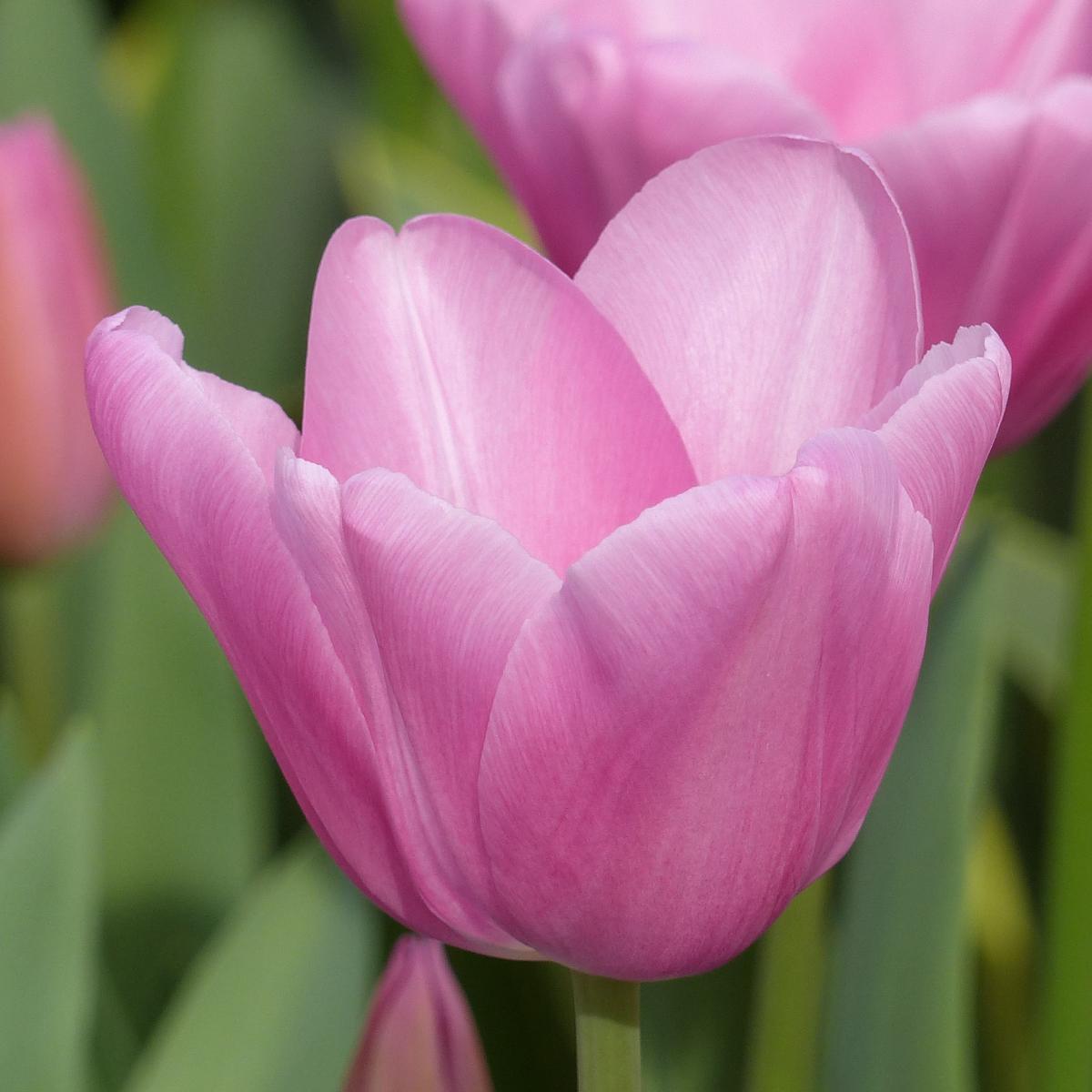 Tulipe Triomphe Mistress - Bulbe - Des fleurs durables en deux tons de rose