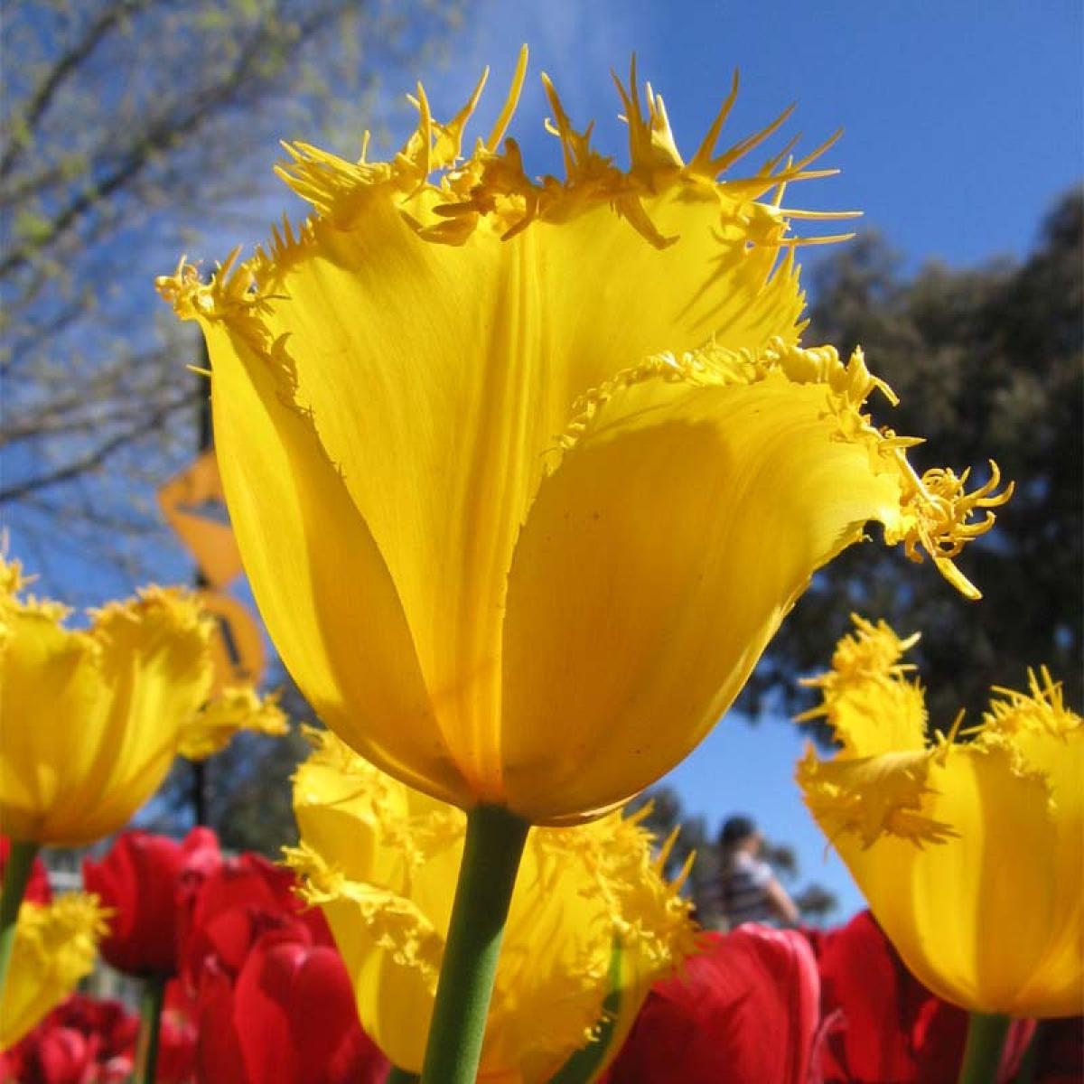 Tulipe dentelée Hamilton - Fleurs finement frangées, jaune d'or