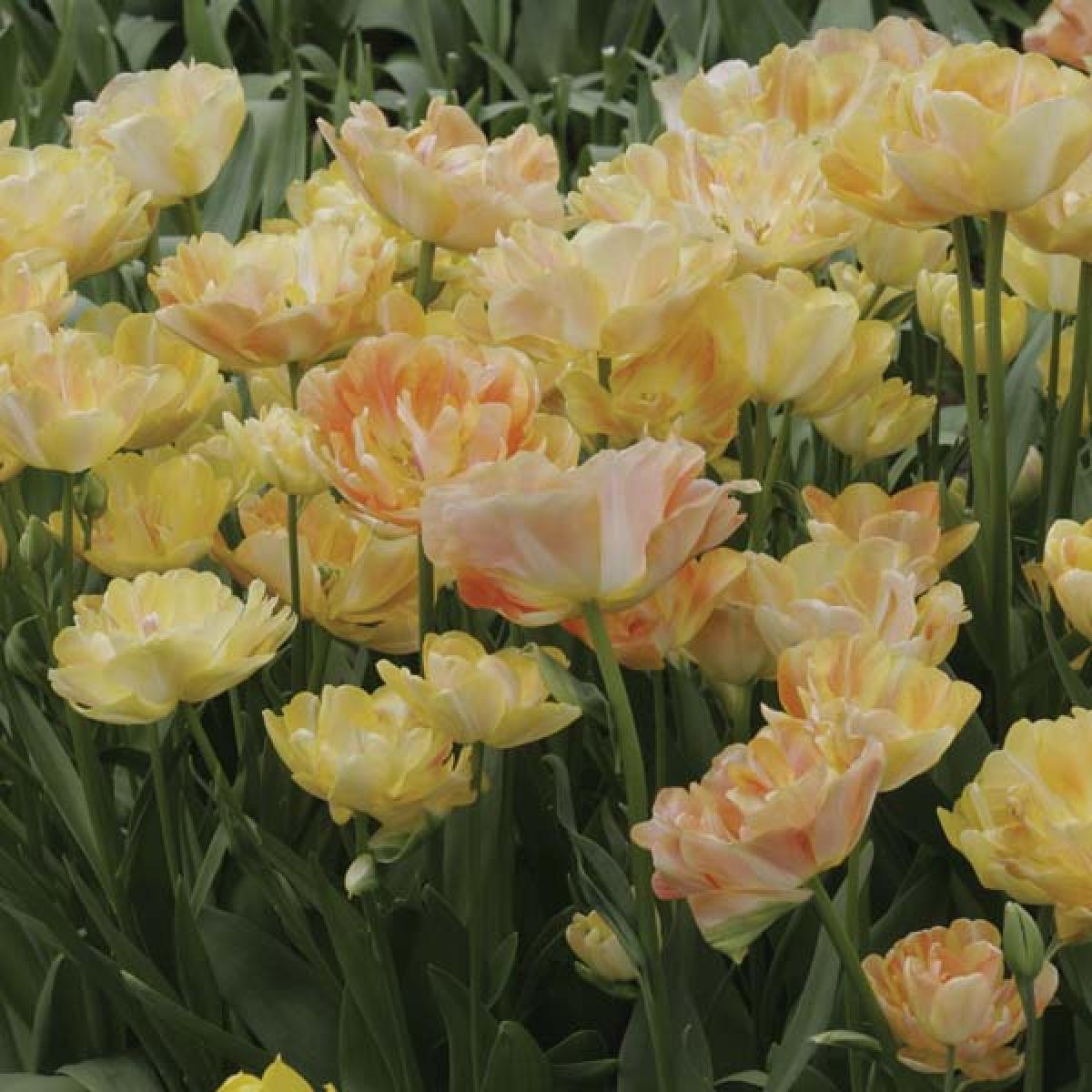 Tulipe double tardive Orange Angelique - Bulbe - Des fleurs de pivoine ...