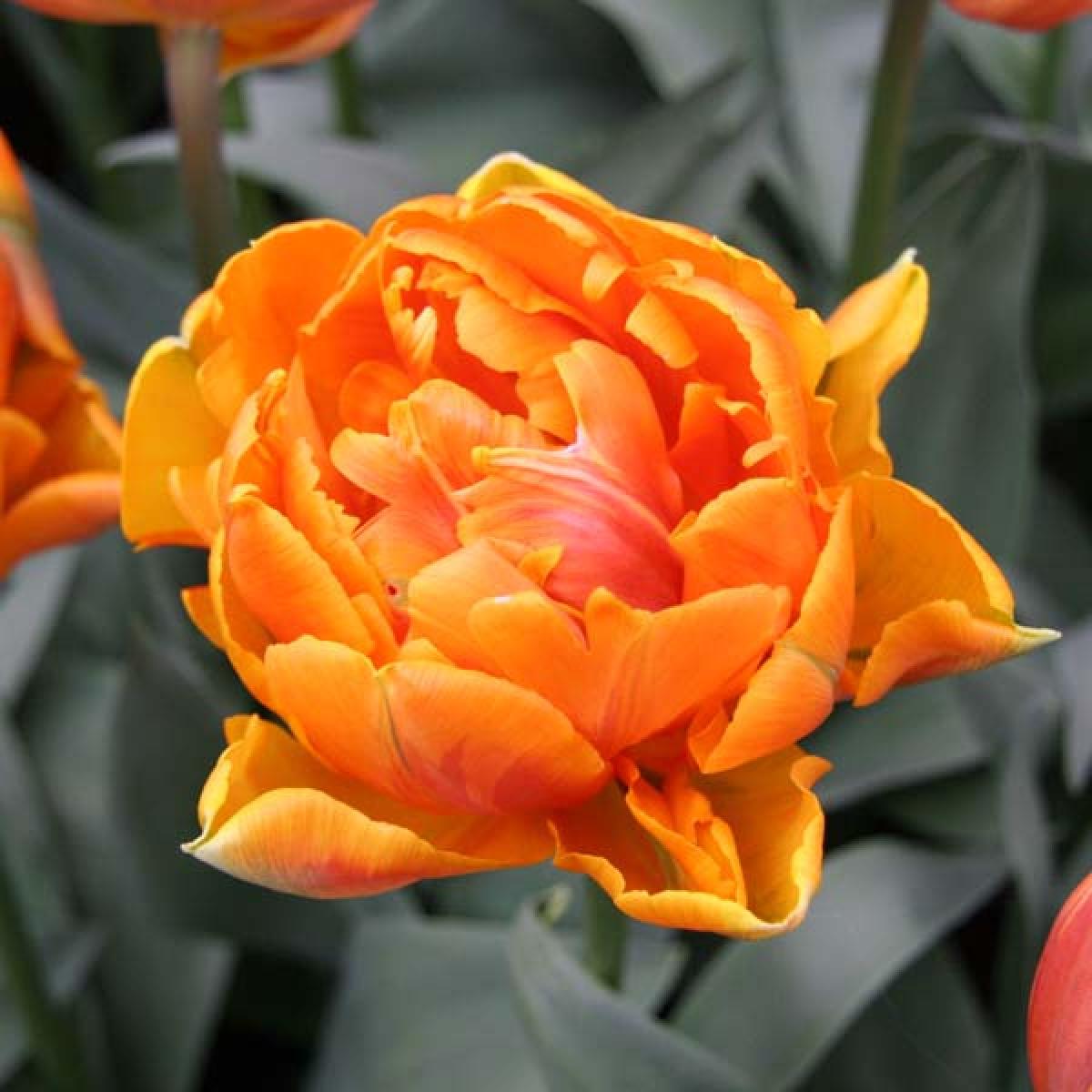 Tulipe double tardive Orange Princess - Bulbe - Des fleurs de pivoine ...