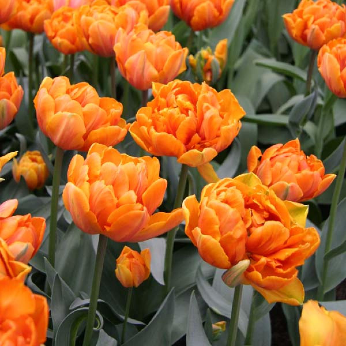 Tulipe double tardive Orange Princess - Bulbe - Des fleurs de pivoine ...