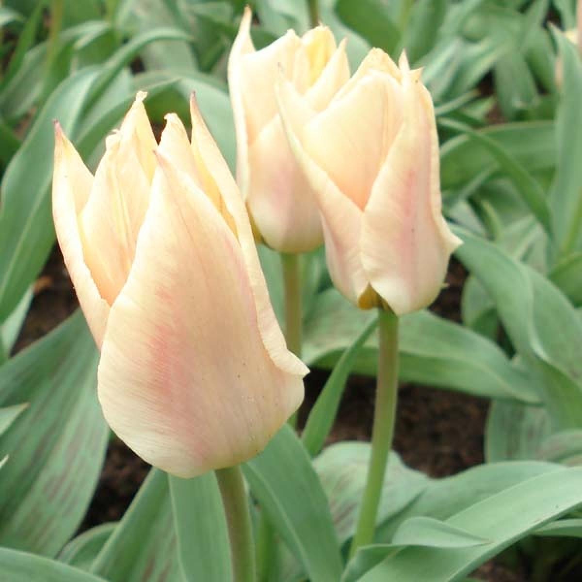 Tulipe greigii Pour Elise - Tulipa für Elise - Bulbe - Variété botanique