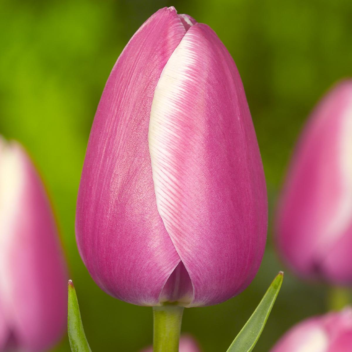 Tulipe simple tardive Jumbo Beauty - Bulbe à grosse fleur rose bordée ...