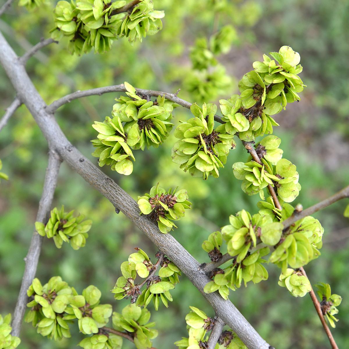 Ulmus pumila - Orme de Sibérie - Arbre caduc