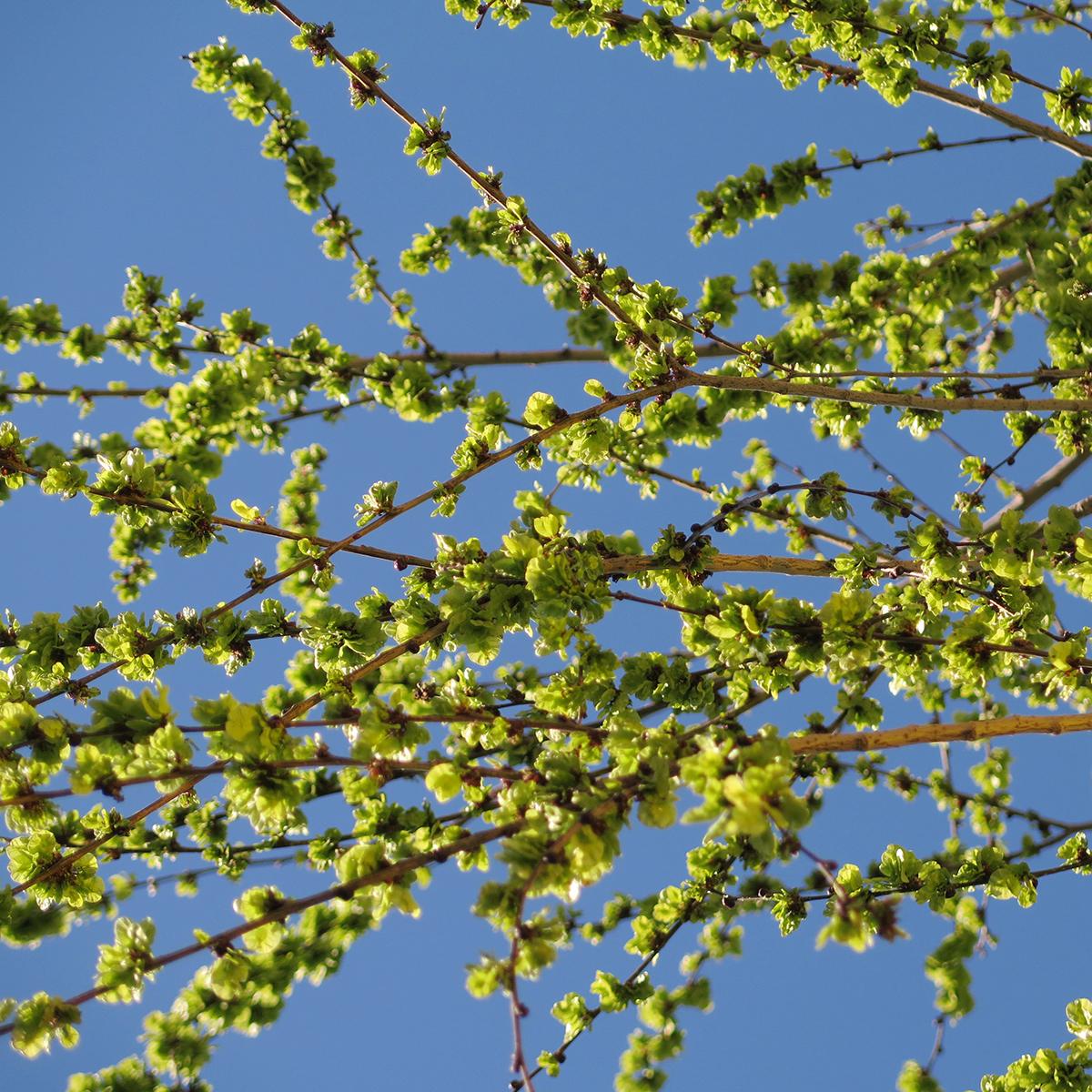 Ulmus pumila - Orme de Sibérie - Arbre caduc