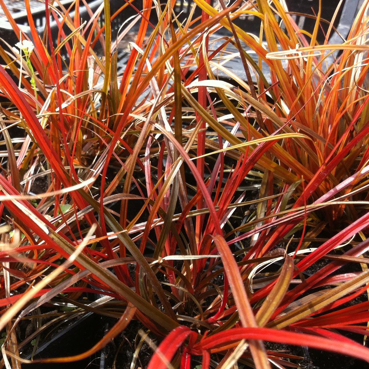 Uncinia rubra - Une graminée vivace à feuillage rouge orangé pourpré.