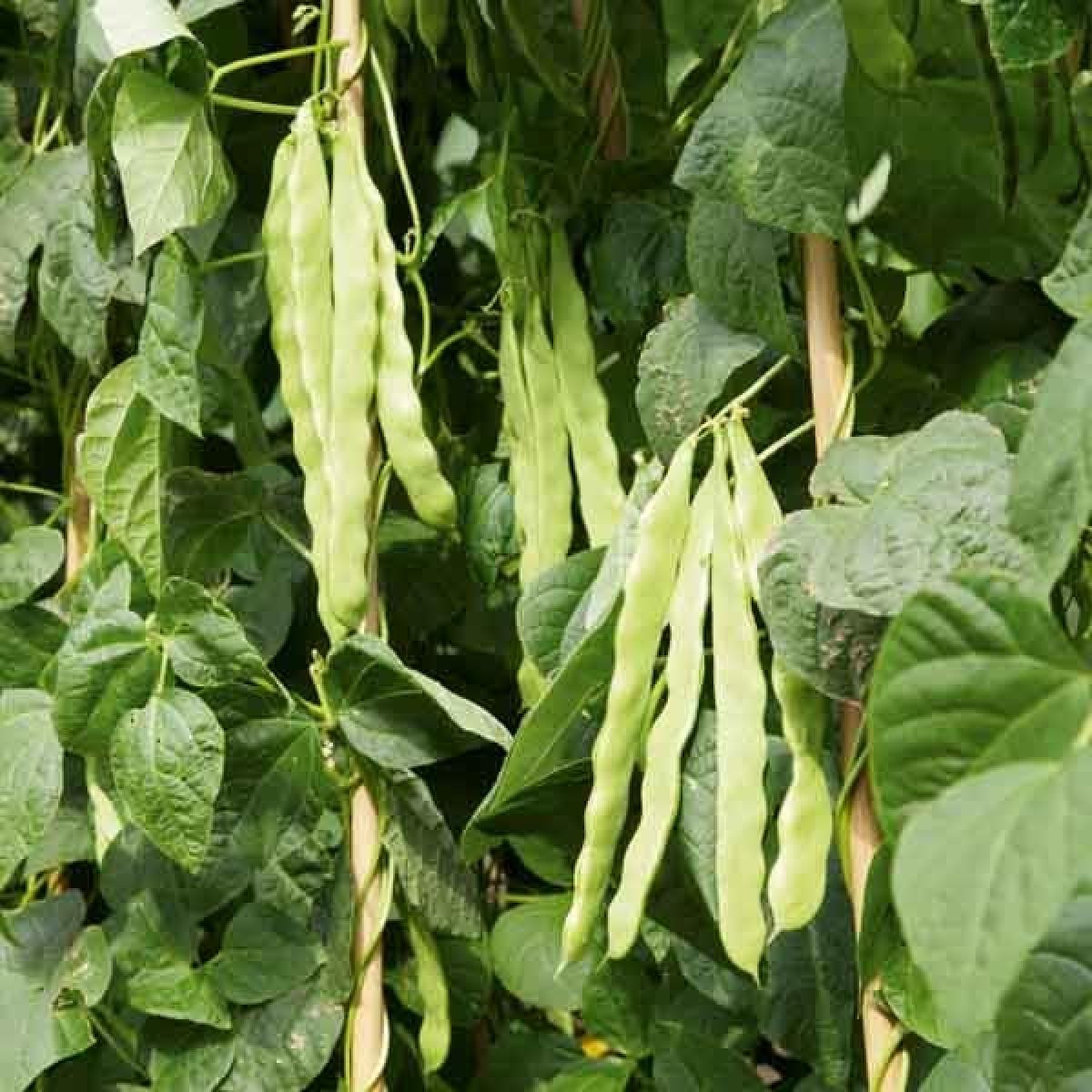 Haricot à rames Algarve - Coco plat - Graine - Variété mangetout ...