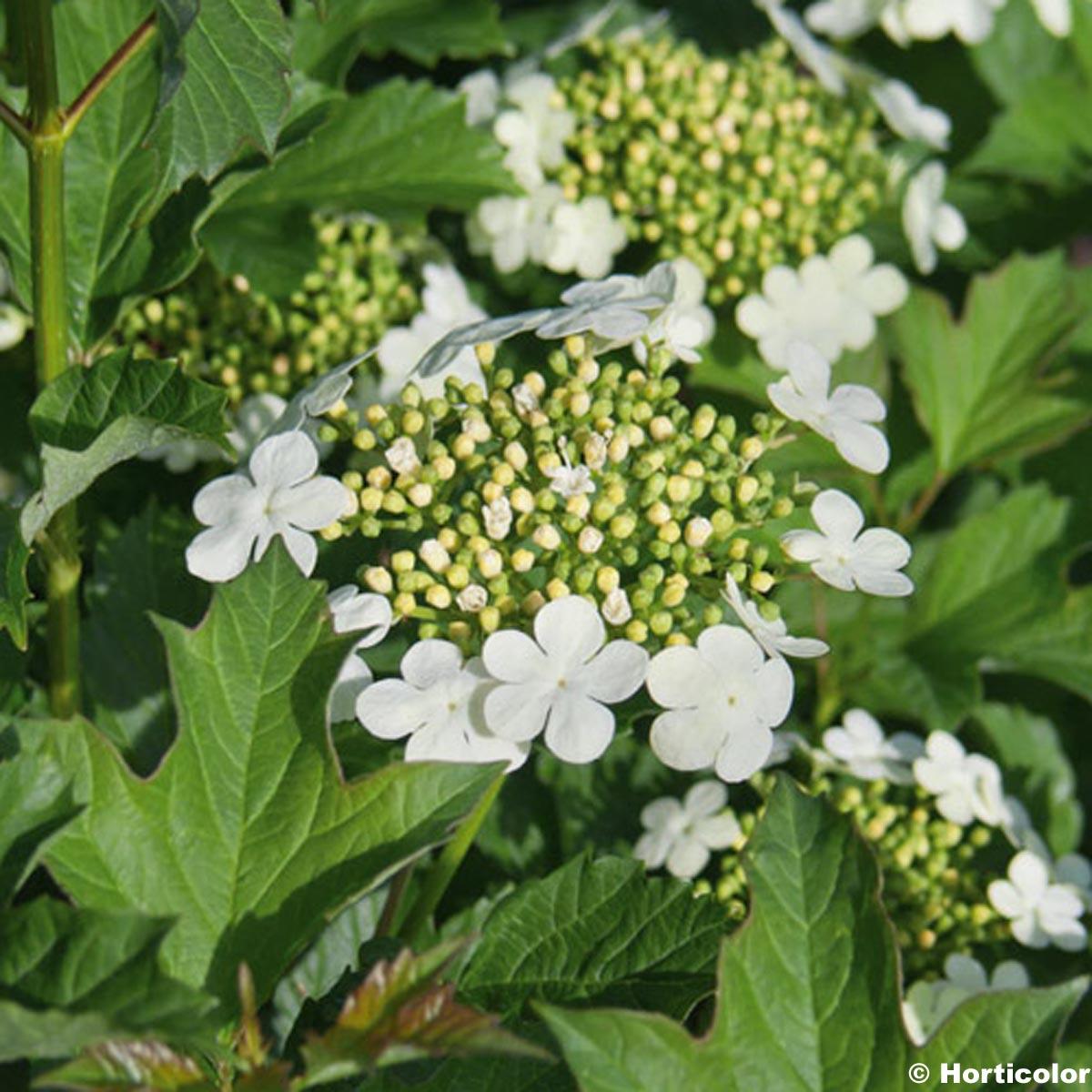 Viburnum opulus Compactum - Viorne obier blanche - Boule de neige