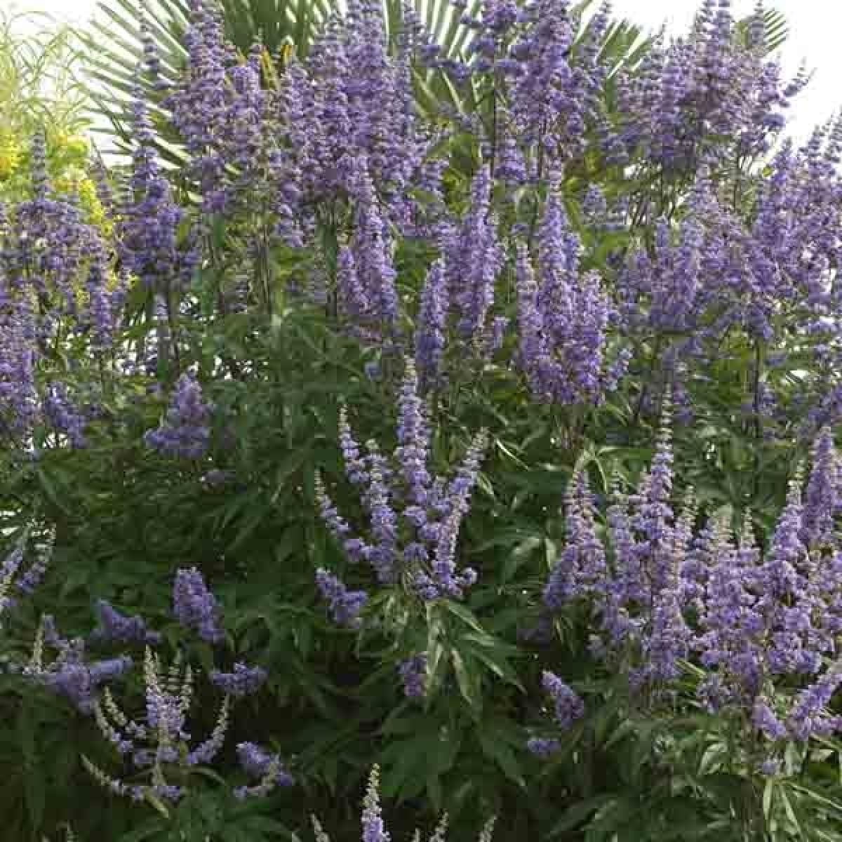 Latifolia Vitex Agnus Castus