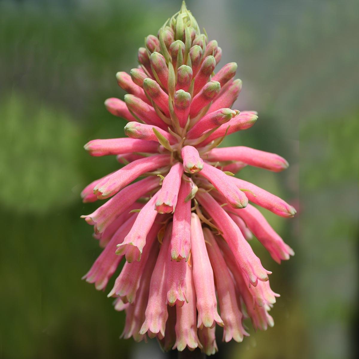 Veltheimia bracteata - Bulbeuse sud-africaine aux fleurs rose poudré