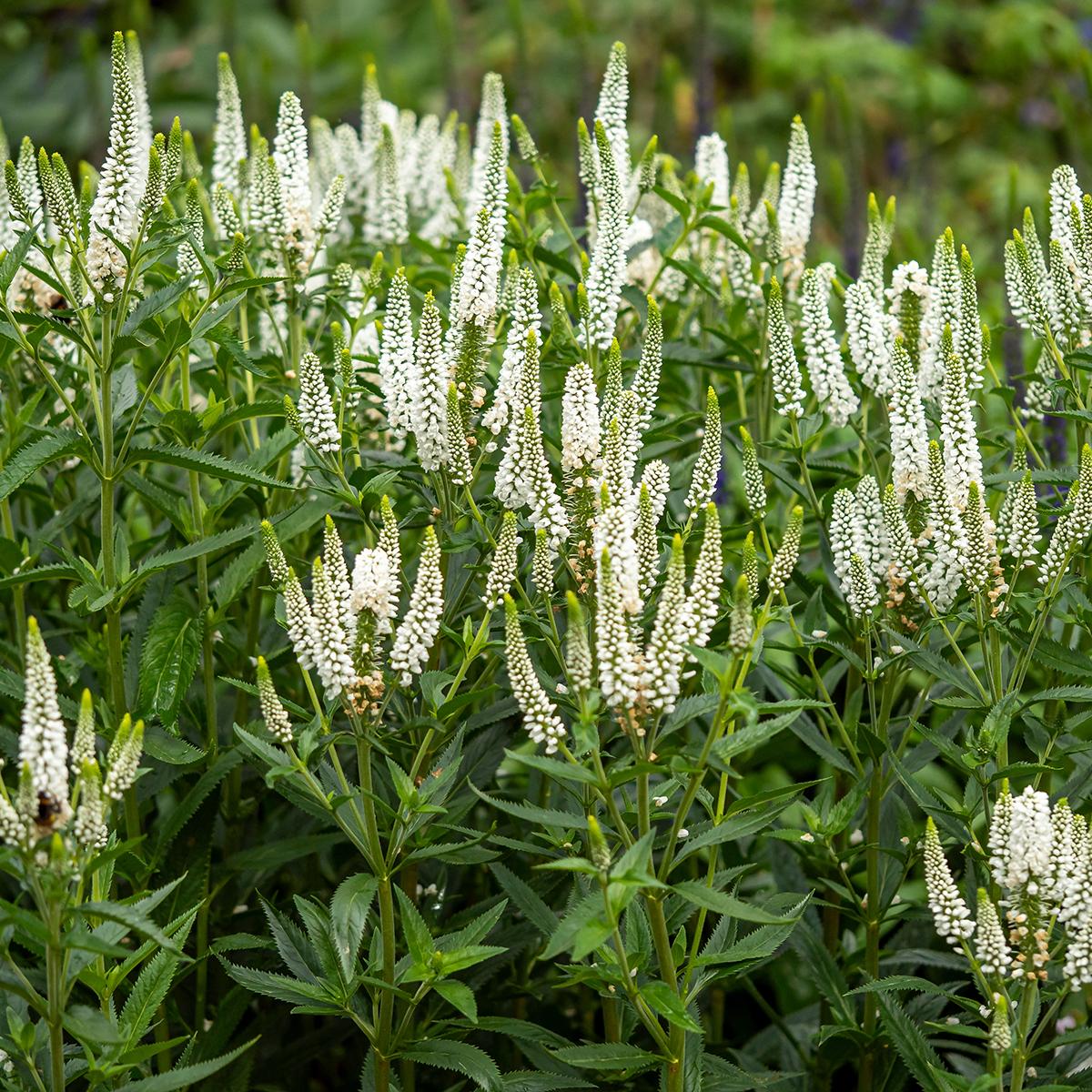 Veronica longifolia First Lady - Véronique compacte aux épis bancs